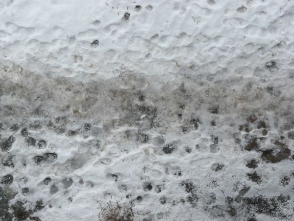 frozen ground texture 0056 - Texturelib
